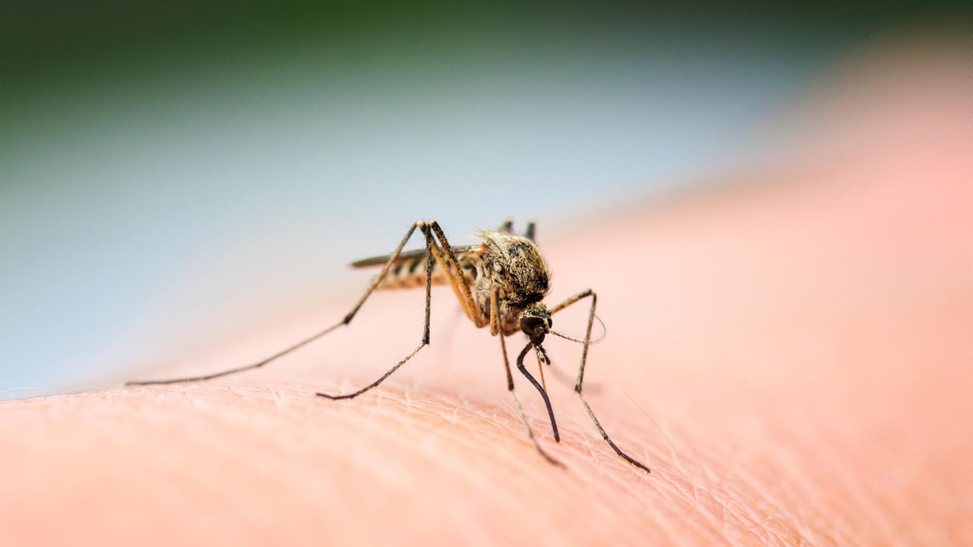 Preventing and Treating Dengue Fever in Italy: A Comprehensive Guide ... Preventing and Treating Dengue Fever in Italy: A Comprehensive Guide ...